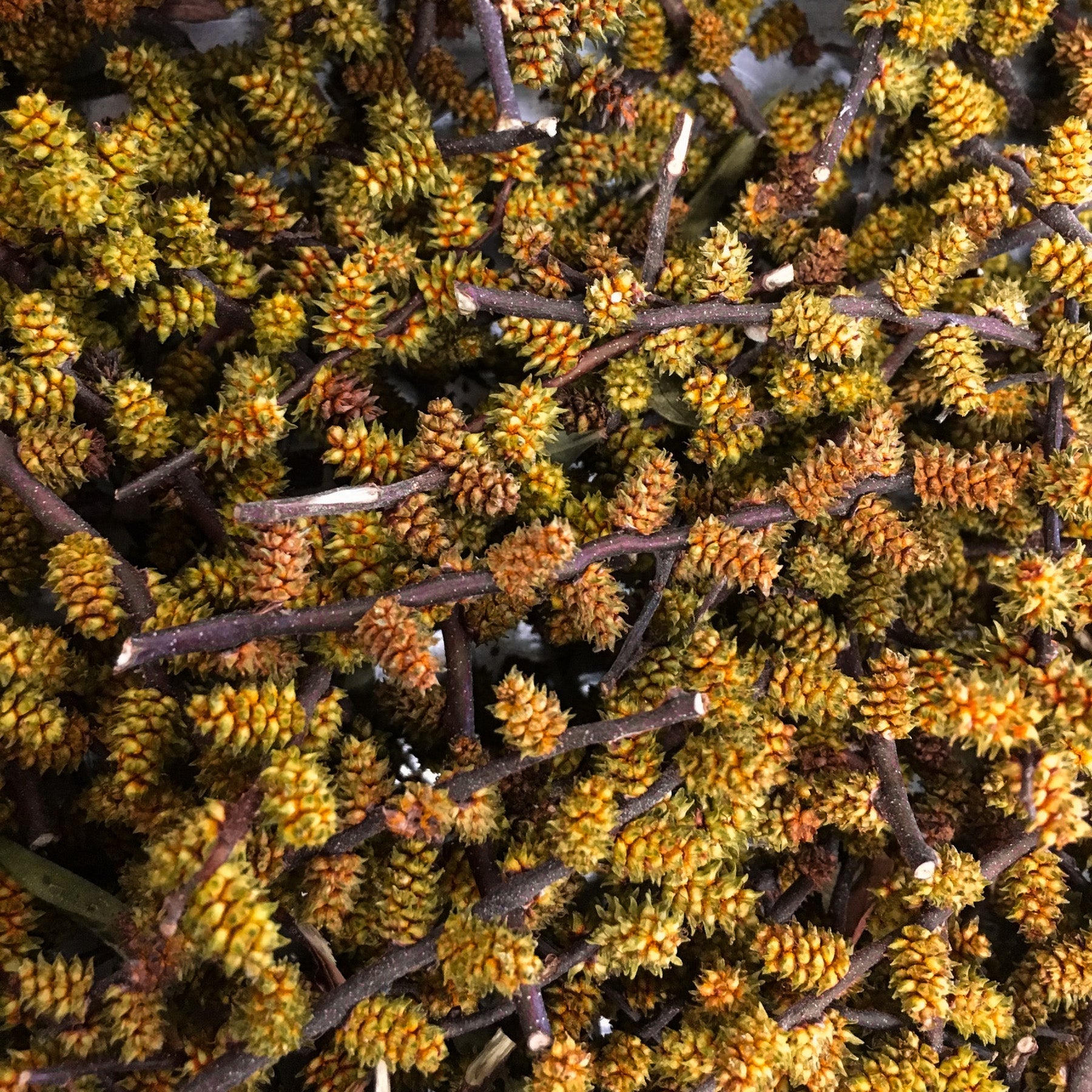 Le Myrique Baumier : l’arôme sauvage du Québec – La Pimenterie