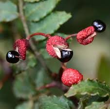 Clavalier d’Amérique – La Pimenterie